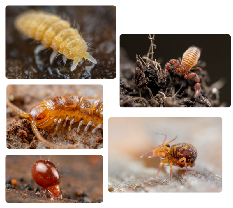 About - Soil BON Foodweb
